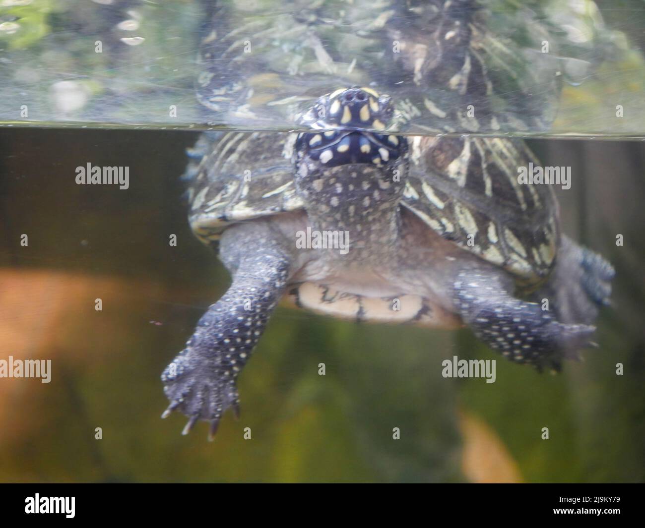 black pond turtle (Geoclemys hamiltonii), also known as the spotted ...