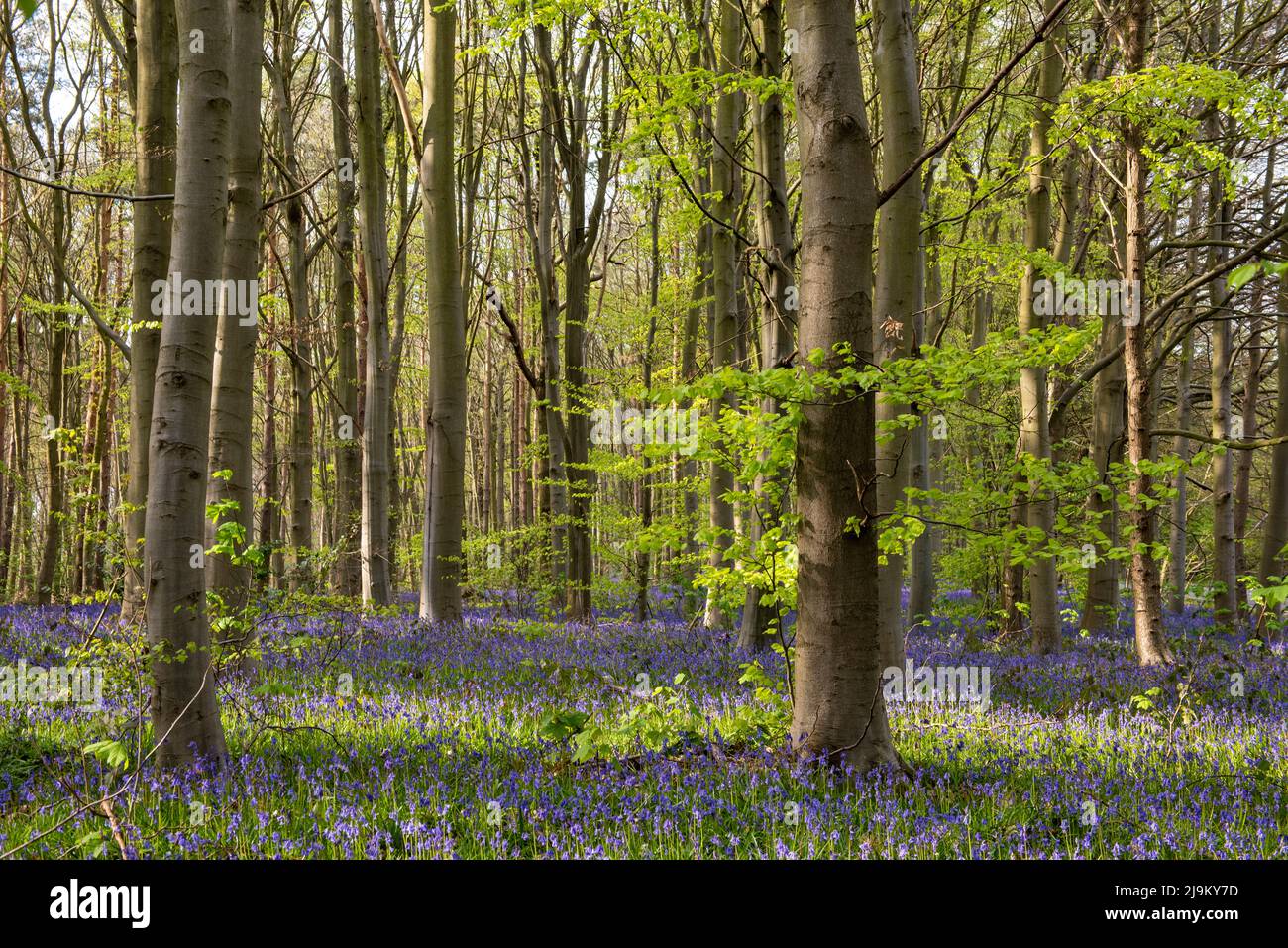 Spring Bluebells at Clumber in Nottinghamshire, England UK Stock Photo ...