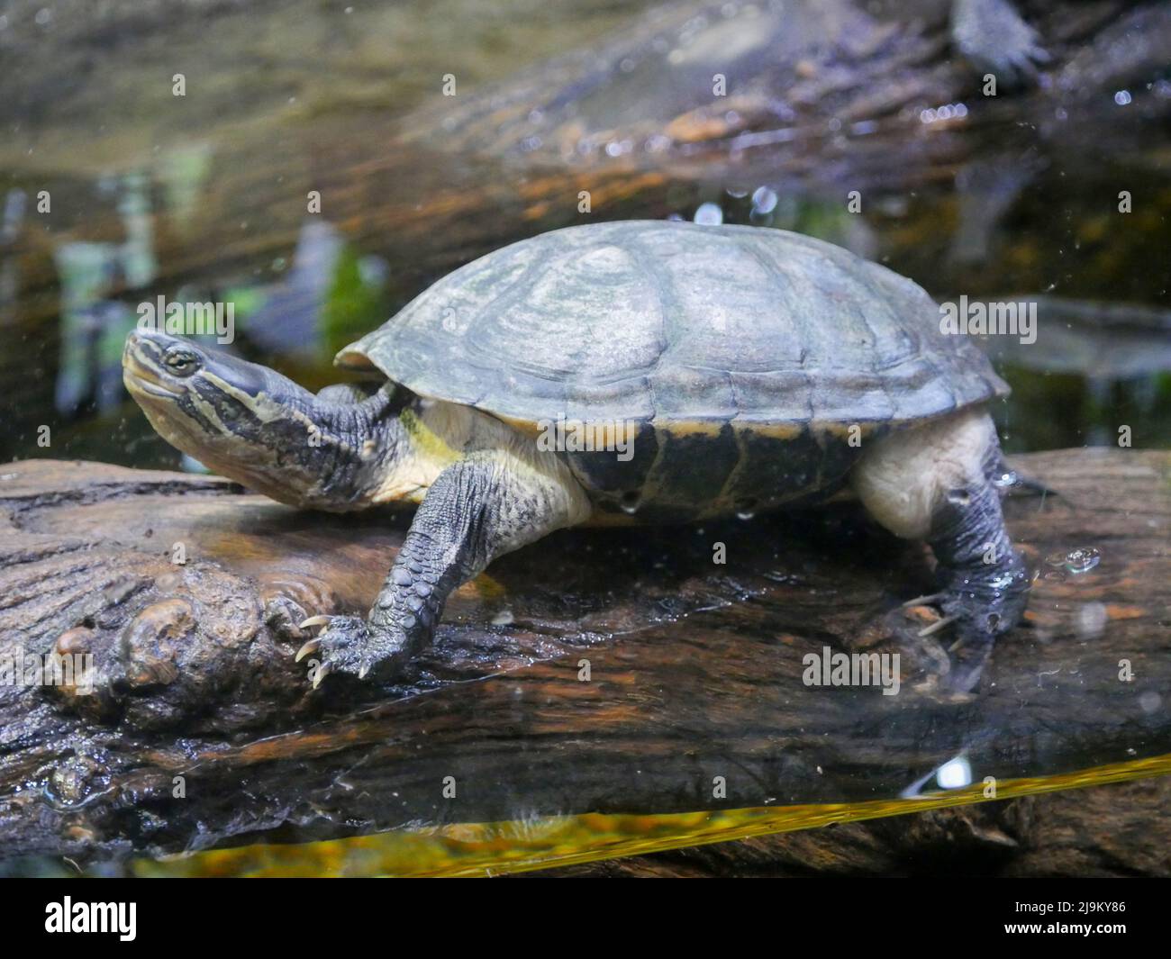 Turtle resting near pond. Turtles are an order of reptiles known as ...