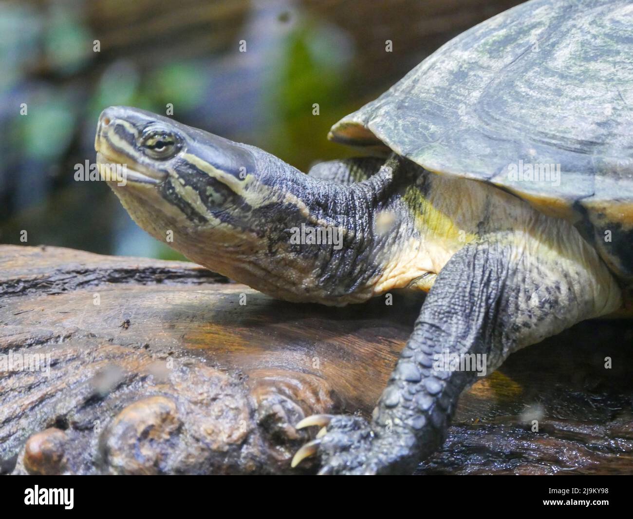 Turtle resting near pond. Turtles are an order of reptiles known as ...
