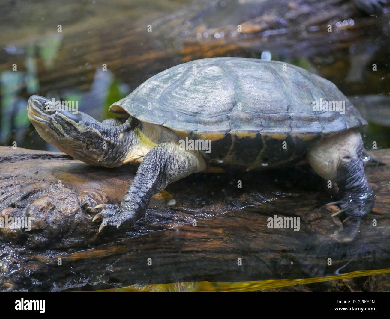 Turtle resting near pond. Turtles are an order of reptiles known as ...