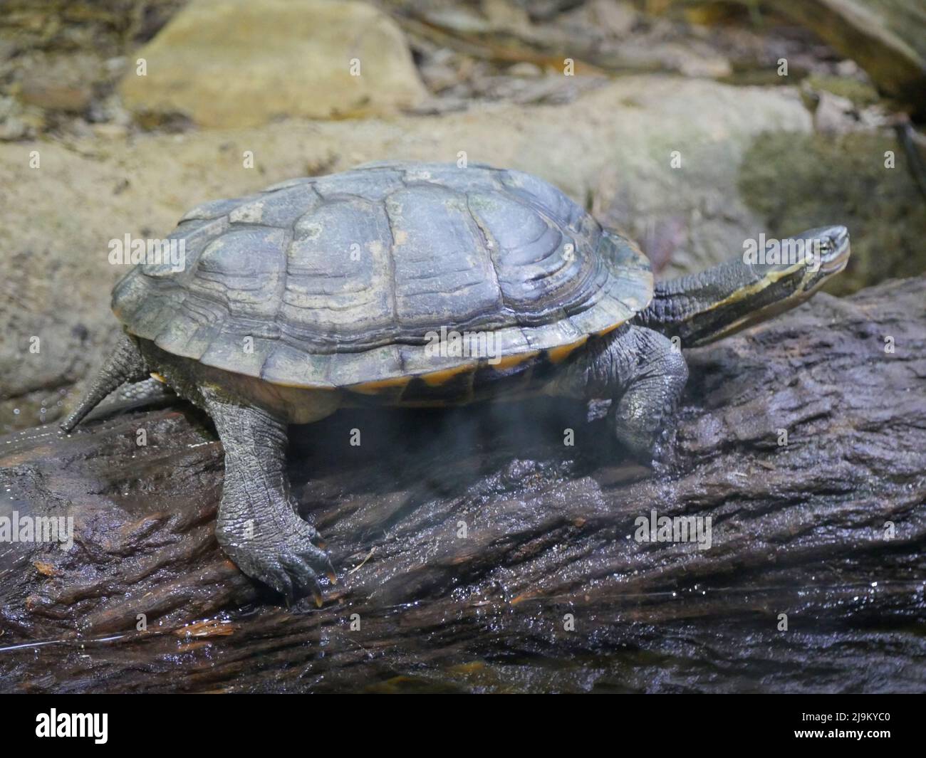 Turtle resting near pond. Turtles are an order of reptiles known as ...
