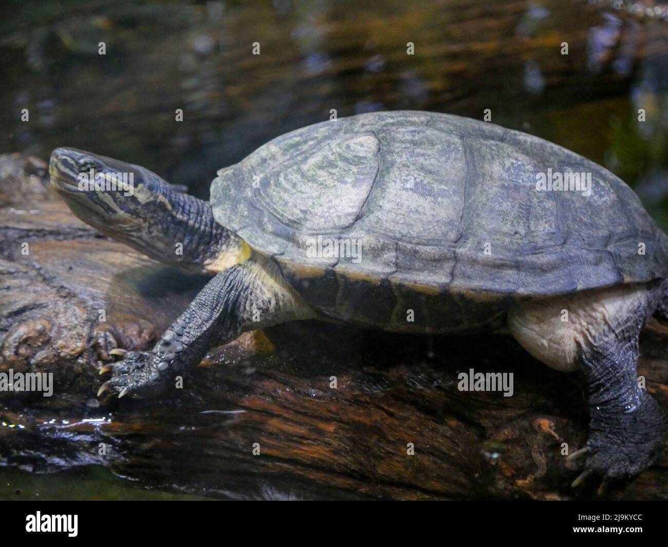 Turtle resting near pond. Turtles are an order of reptiles known as ...
