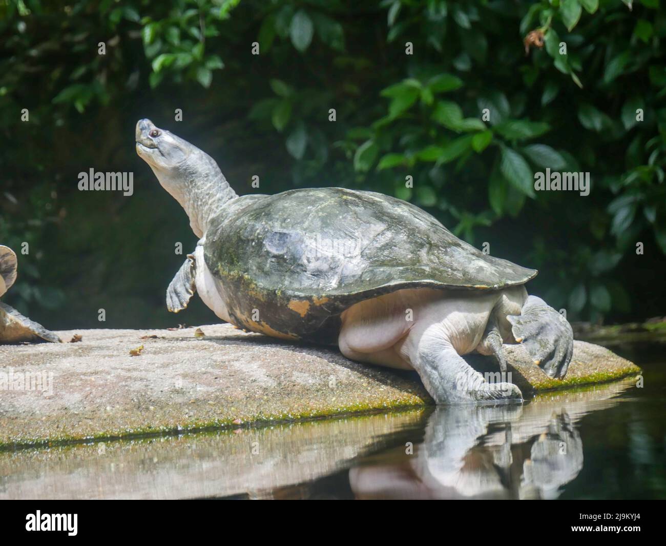 Turtle resting near pond. Turtles are an order of reptiles known as ...