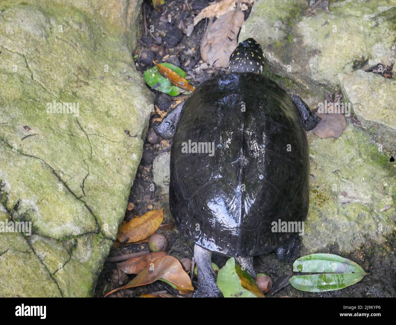 black pond turtle (Geoclemys hamiltonii), also known as the spotted ...