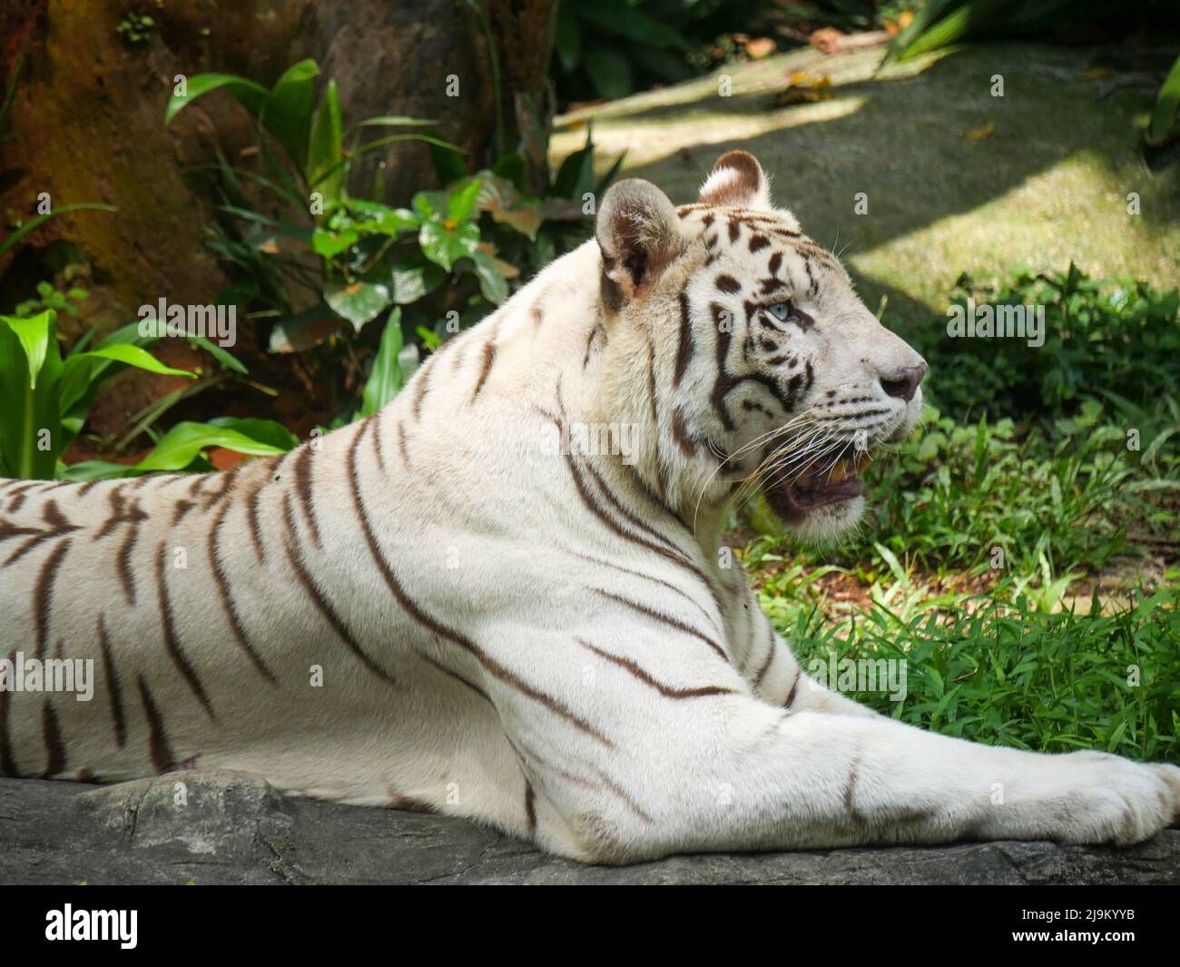 white tiger or bleached tiger is a leucistic pigmentation variant of ...