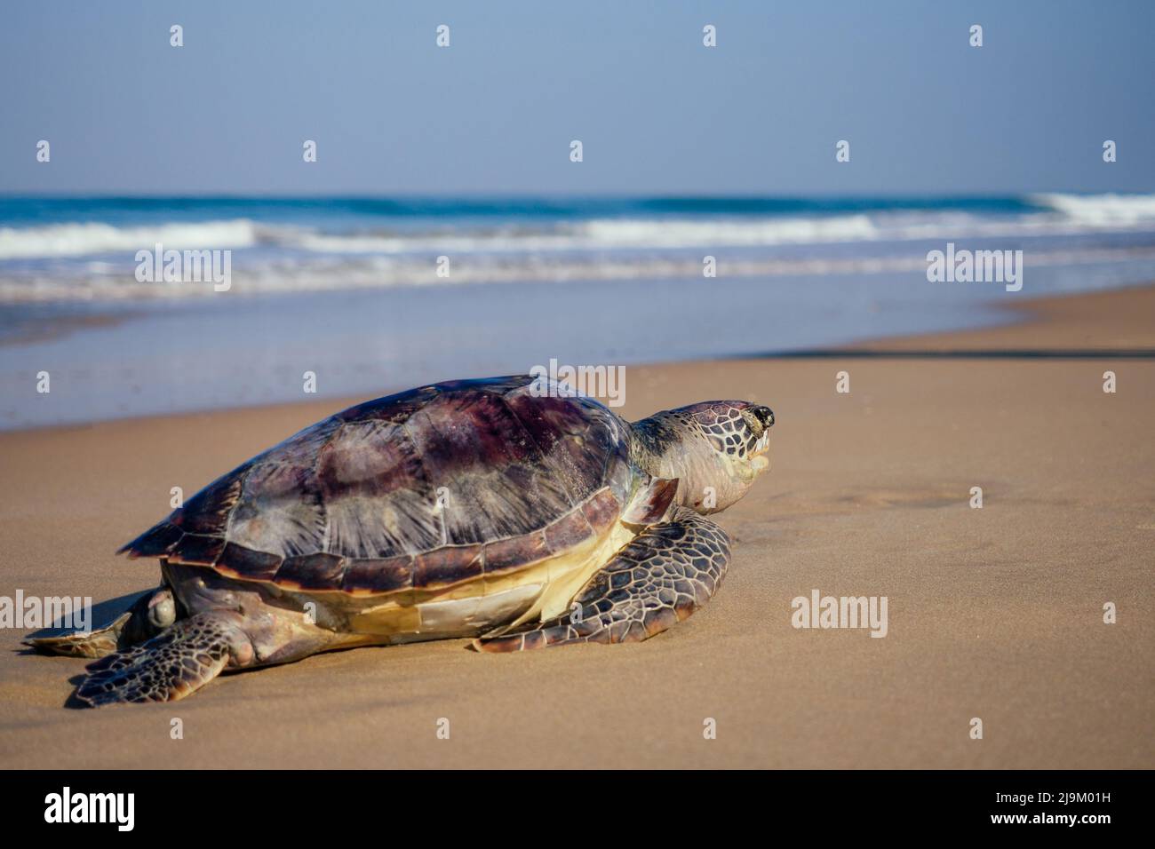 Sea turtles on the beach copyspase Stock Photo - Alamy