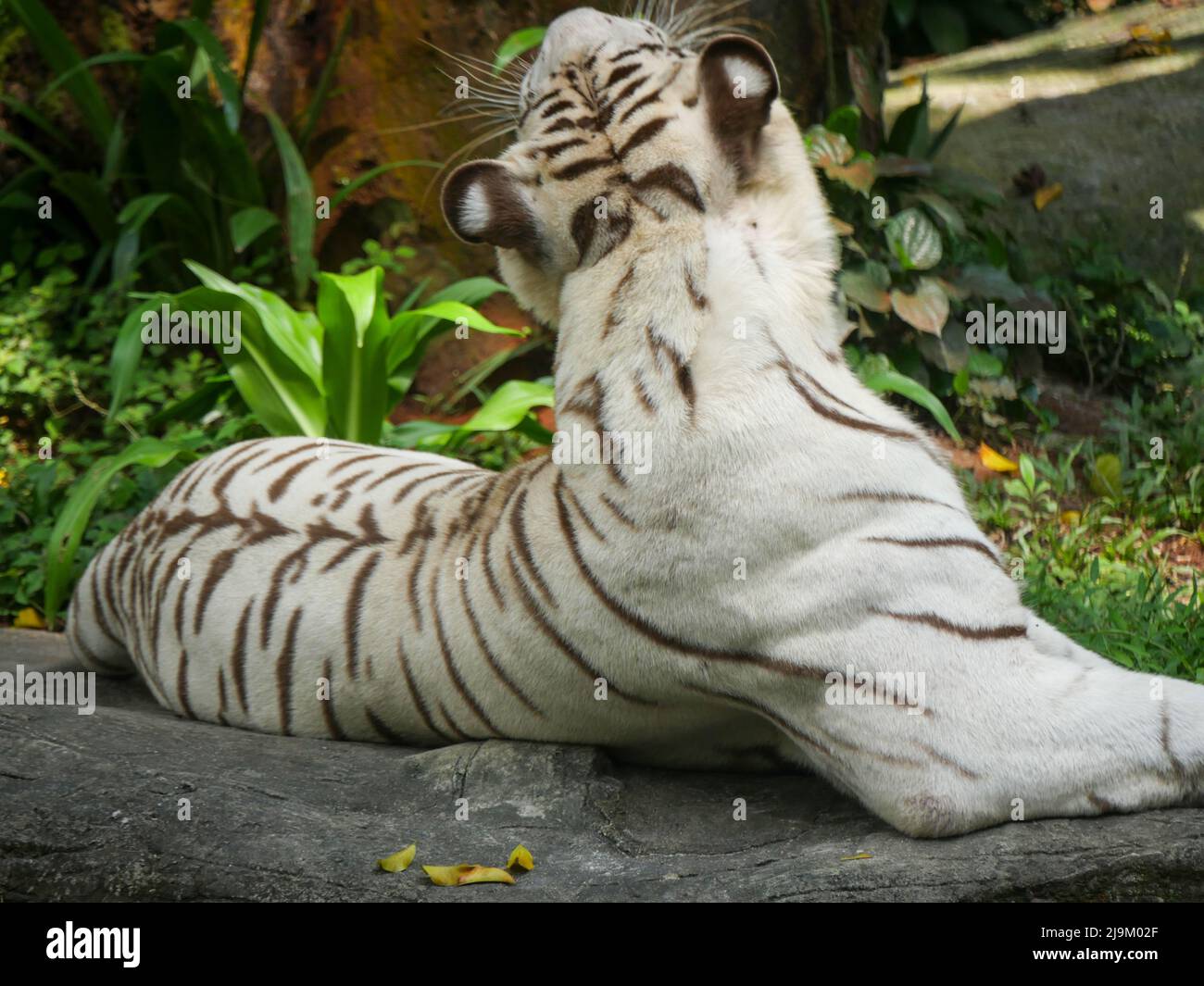 white tiger or bleached tiger is a leucistic pigmentation variant of ...