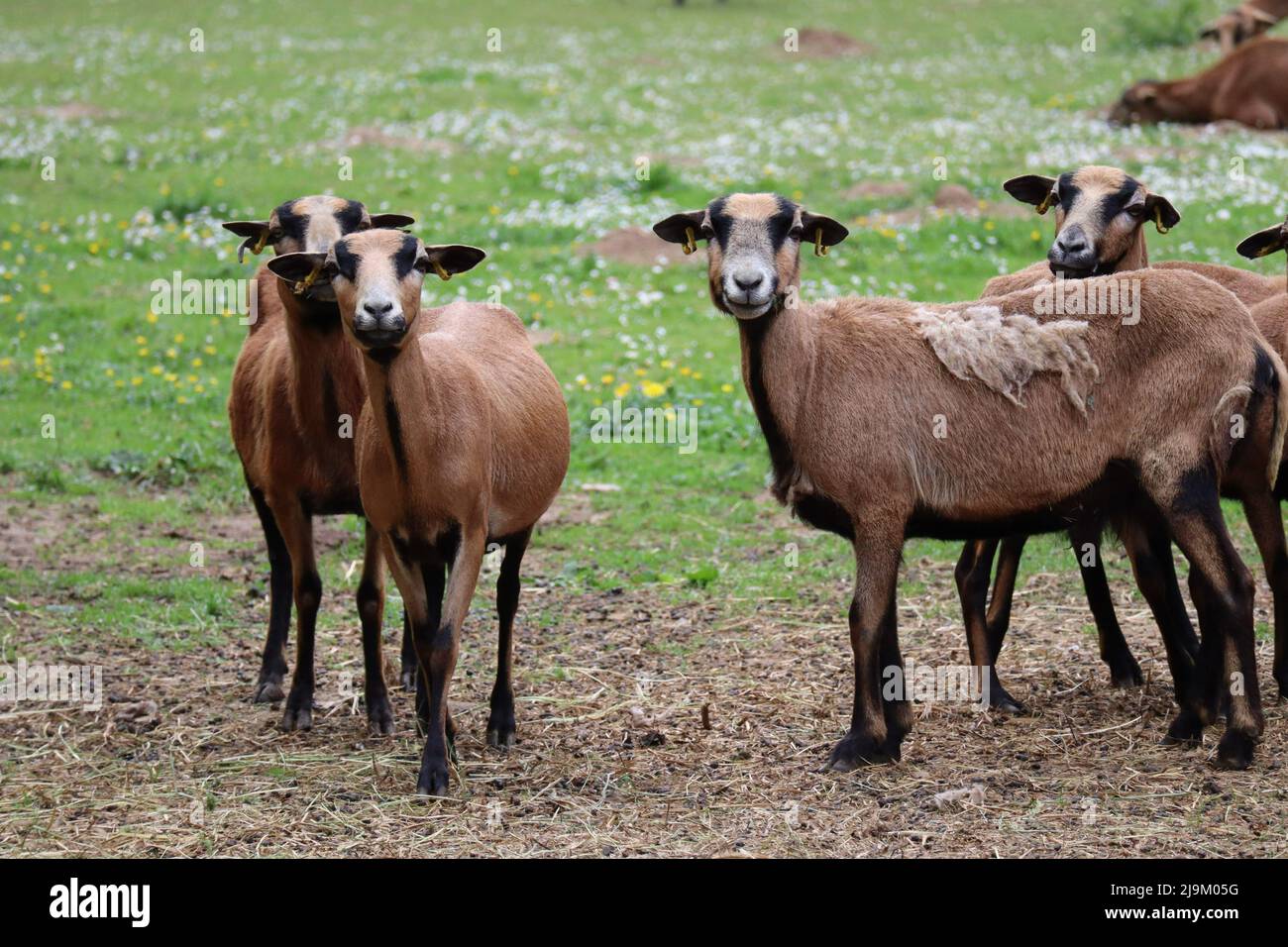 Recognized hairy sheep breed hi-res stock photography and images - Alamy