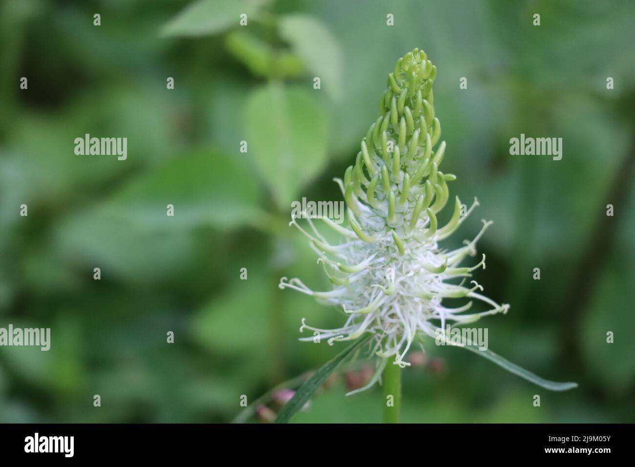 spiked Rampion in a Valley Stock Photo - Alamy