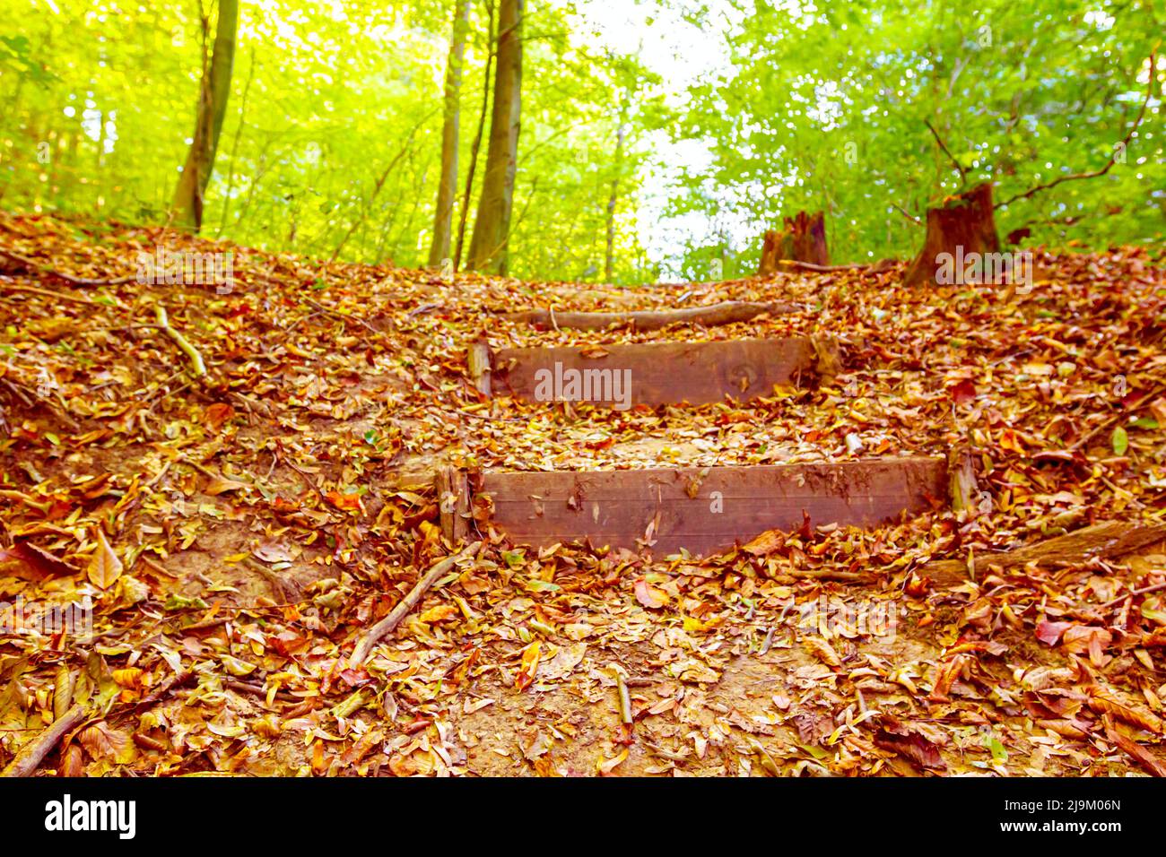 View of the rural stairs made of wooden planks which lead deep into the ...
