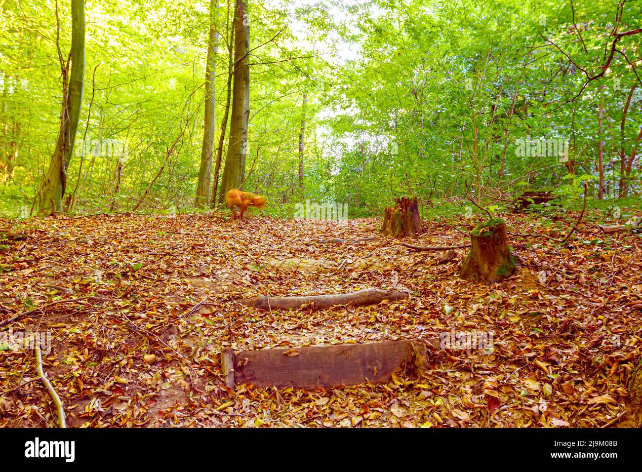 View of the rural stairs made of wooden planks which lead deep into the ...