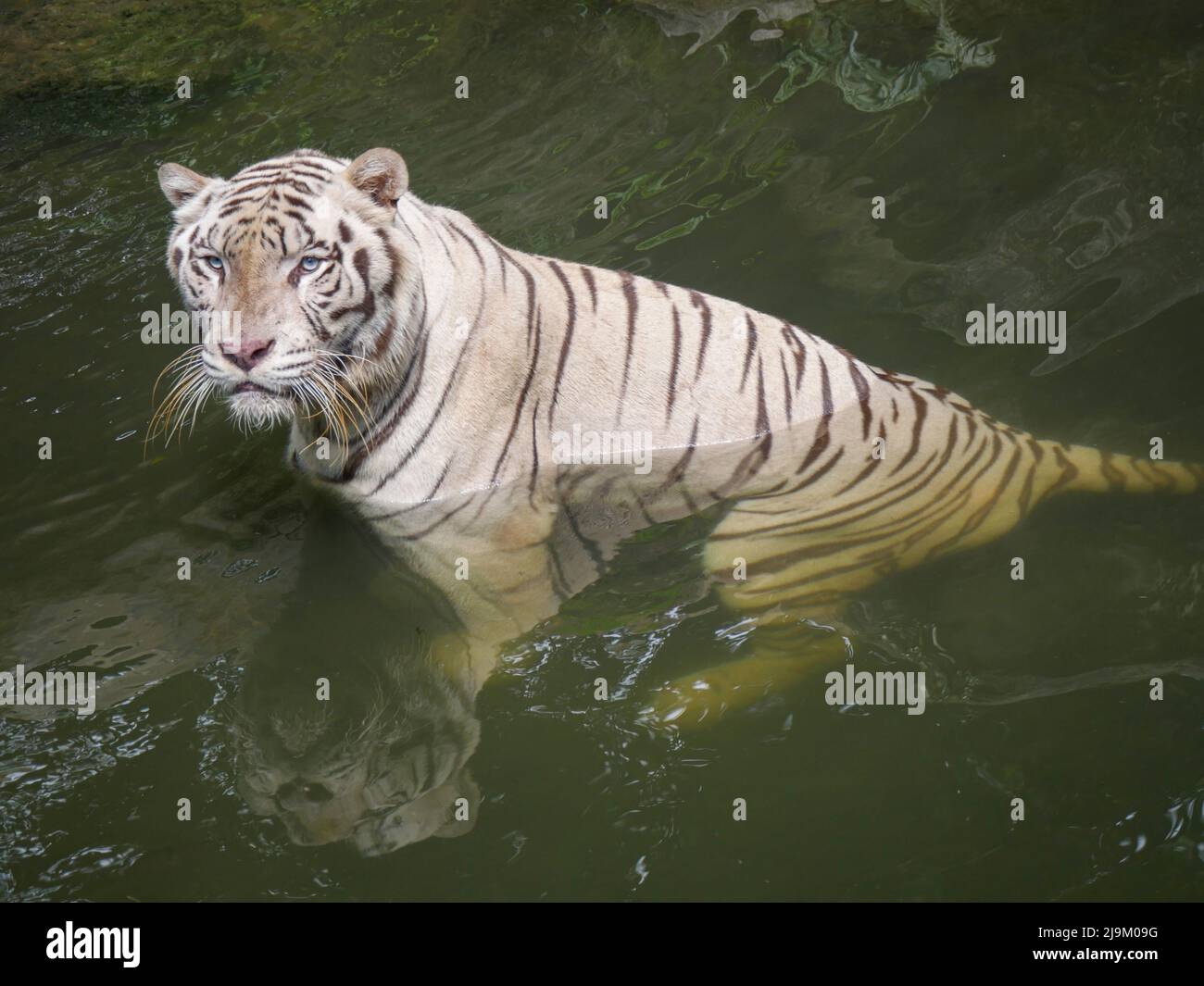 white tiger or bleached tiger swimming under water in river Stock Photo ...