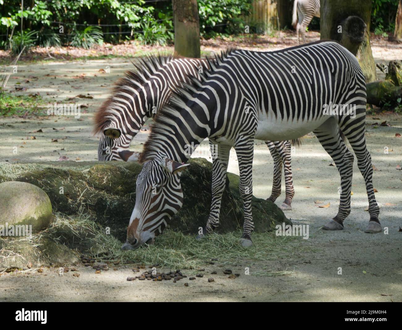 Zebras (subgenus Hippotigris) are African equines with distinctive ...