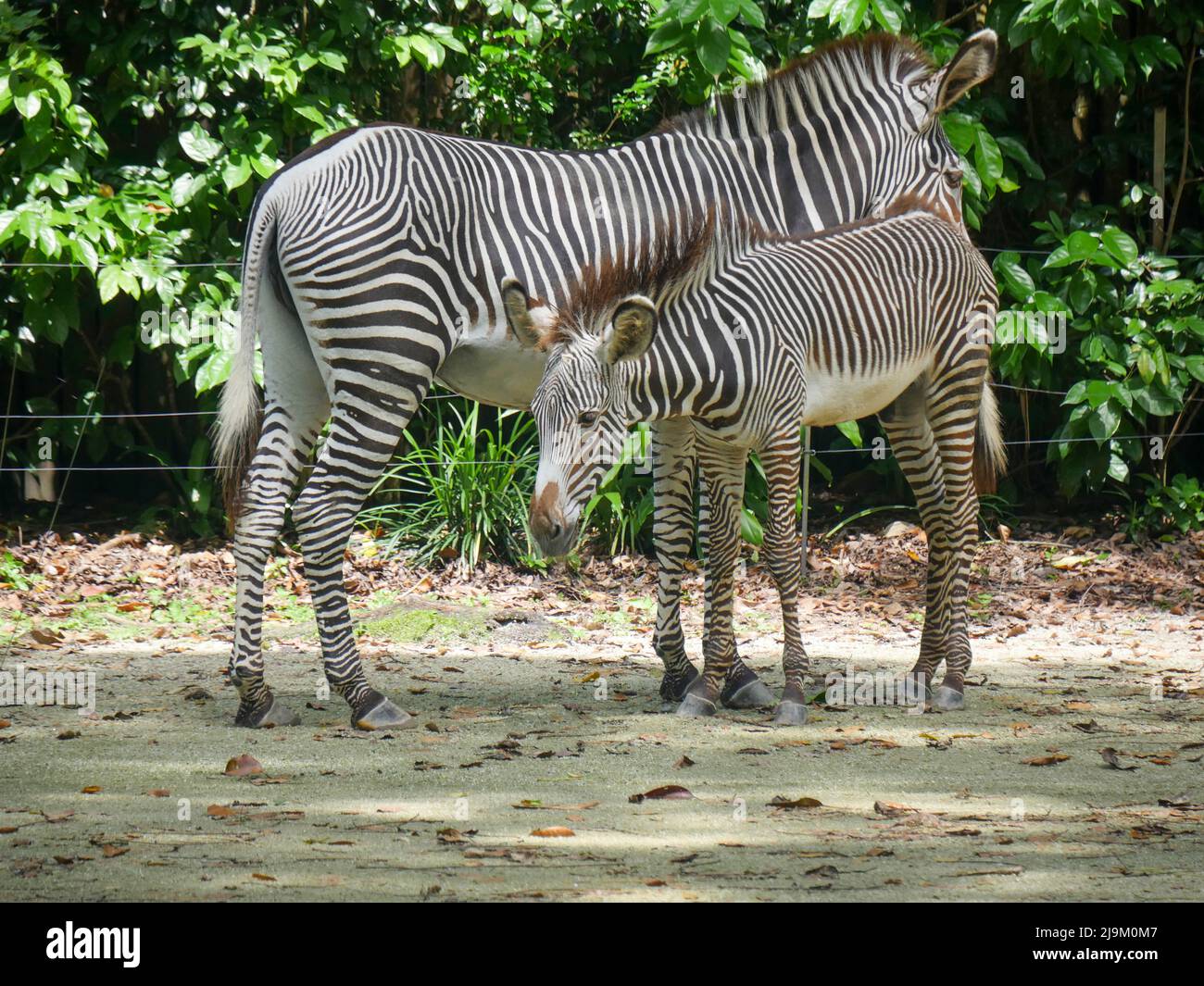 Zebras (subgenus Hippotigris) are African equines with distinctive ...