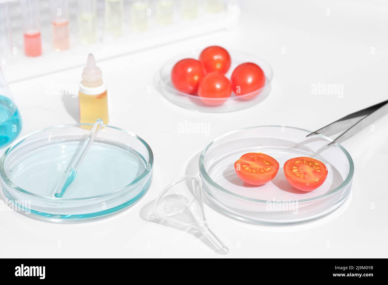 tomatoes in a petri dish on a laboratory table. lab glassware, test ...