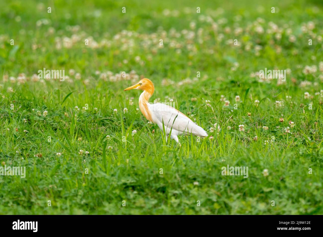 Close-up of a walking cattle egret with green background during spring ...