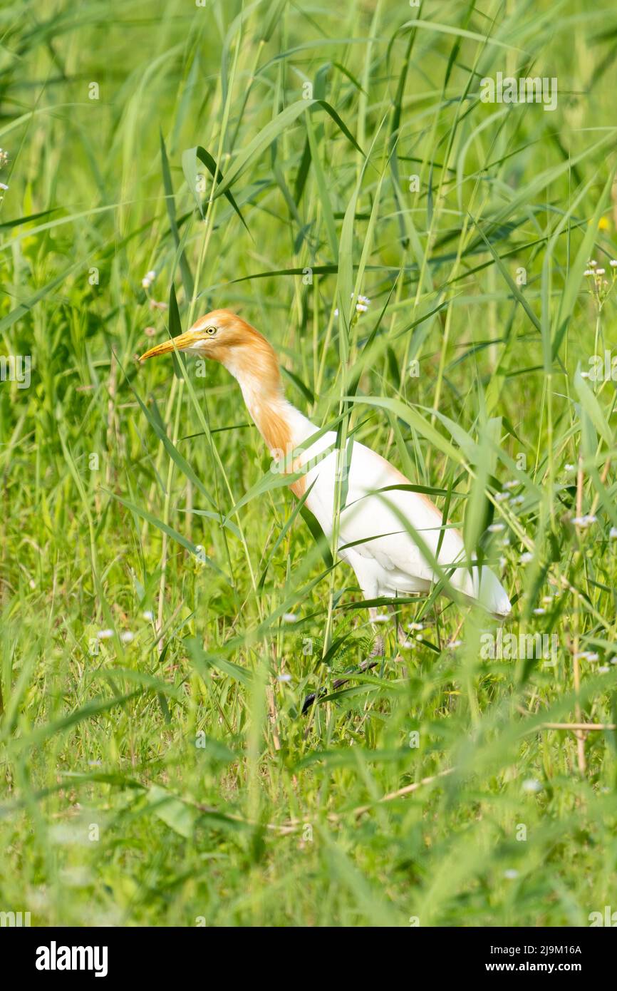 Close-up of a walking cattle egret with green background during spring ...