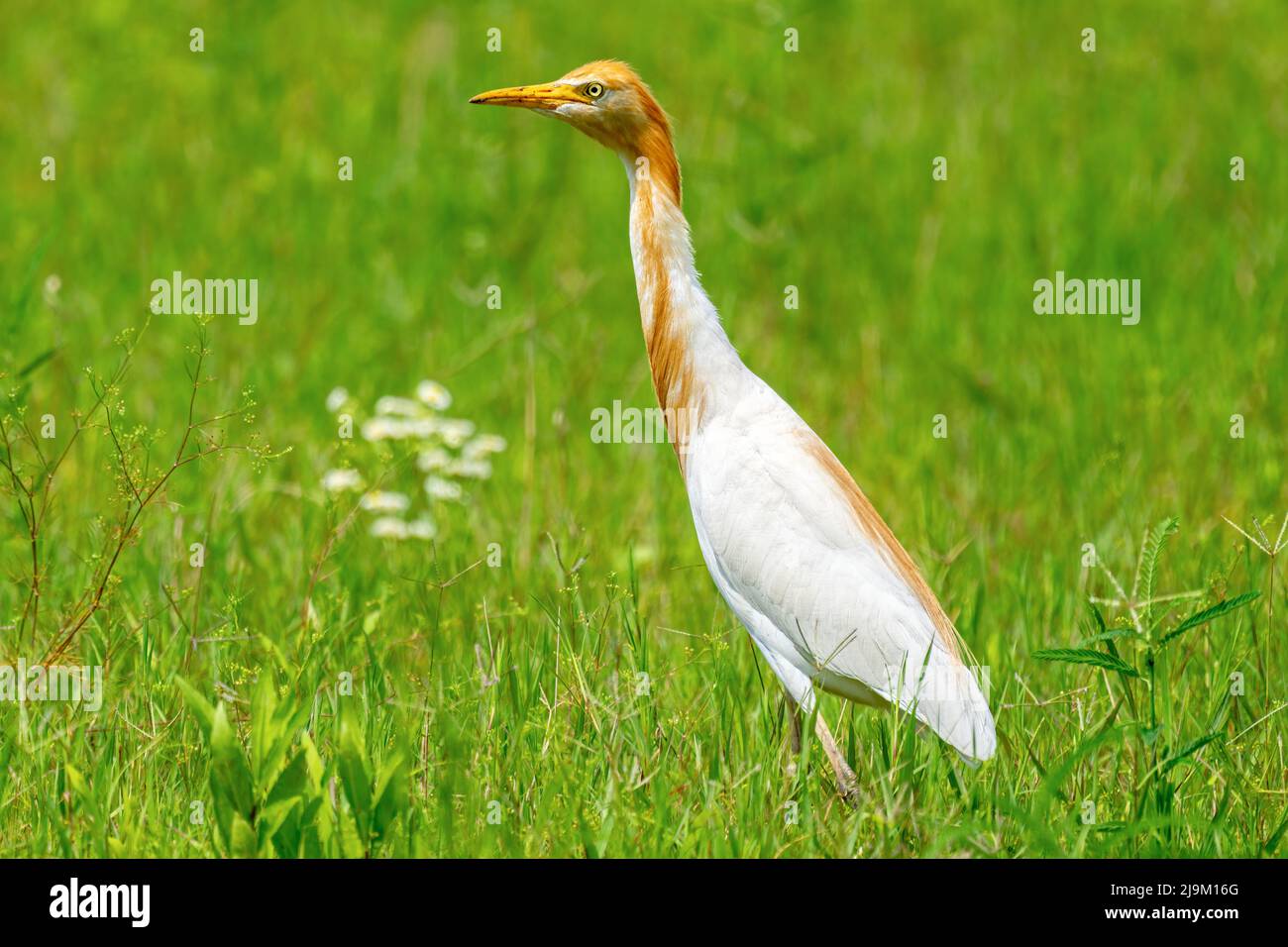 Close-up of a walking cattle egret with green background during spring ...
