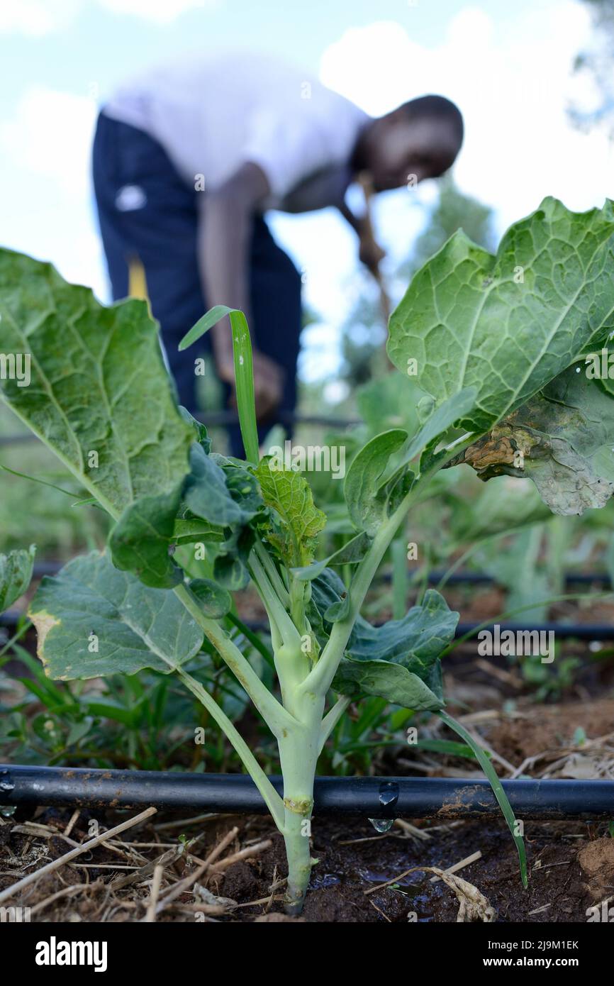 Drip irrigation system africa hi-res stock photography and images - Alamy