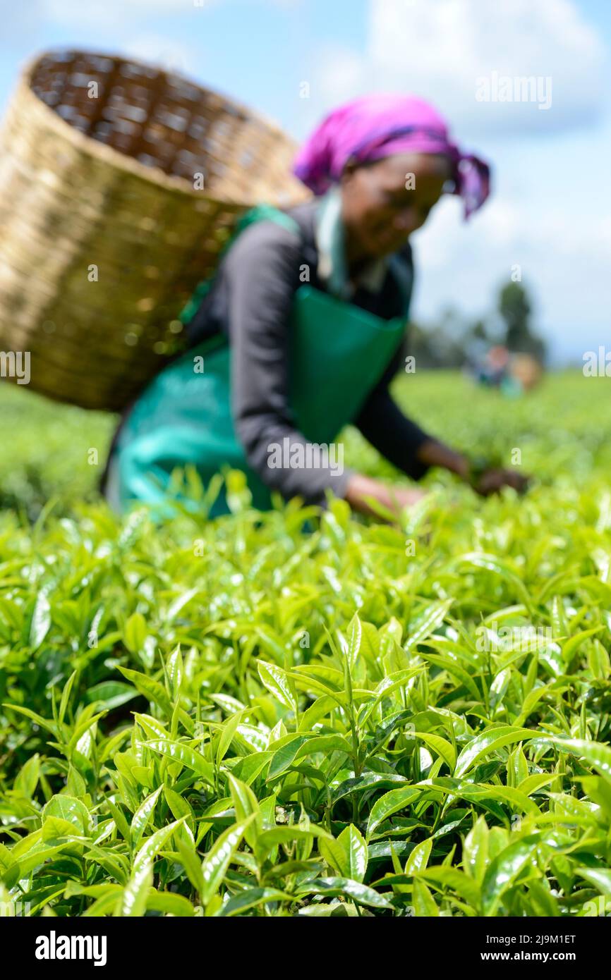 KENYA, Mount Kenya, Kangaita, tea plantation, woman pick tea leaves for processing of kenyan ...