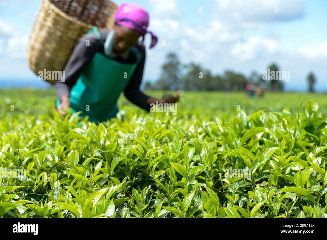 KENYA, Mount Kenya, Kangaita, tea plantation, woman pick tea leaves for processing of kenyan ...