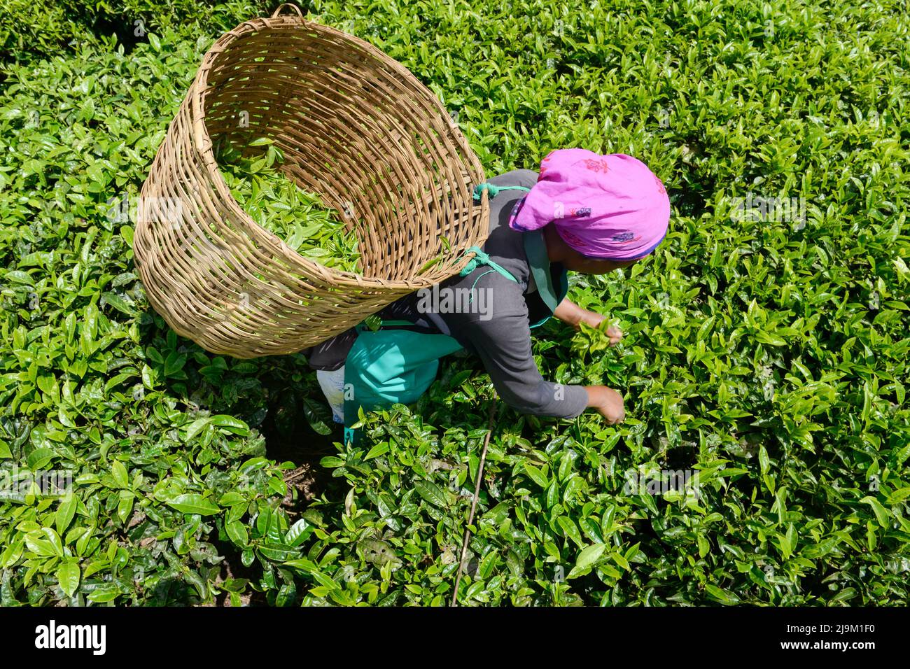 KENYA, Mount Kenya, Kangaita, tea plantation, woman pick tea leaves for processing of kenyan ...
