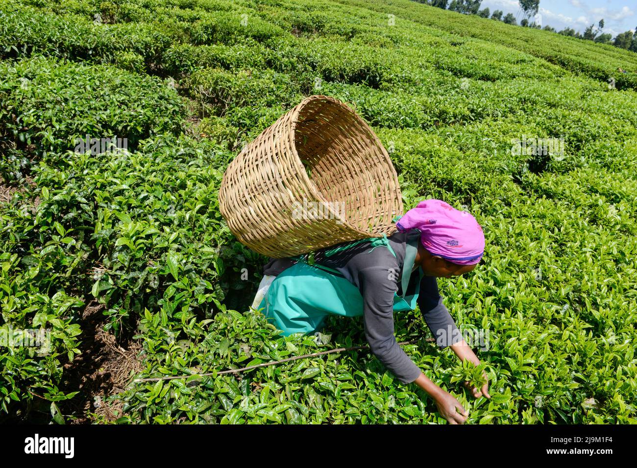 KENYA, Mount Kenya, Kangaita, tea plantation, woman pick tea leaves for ...