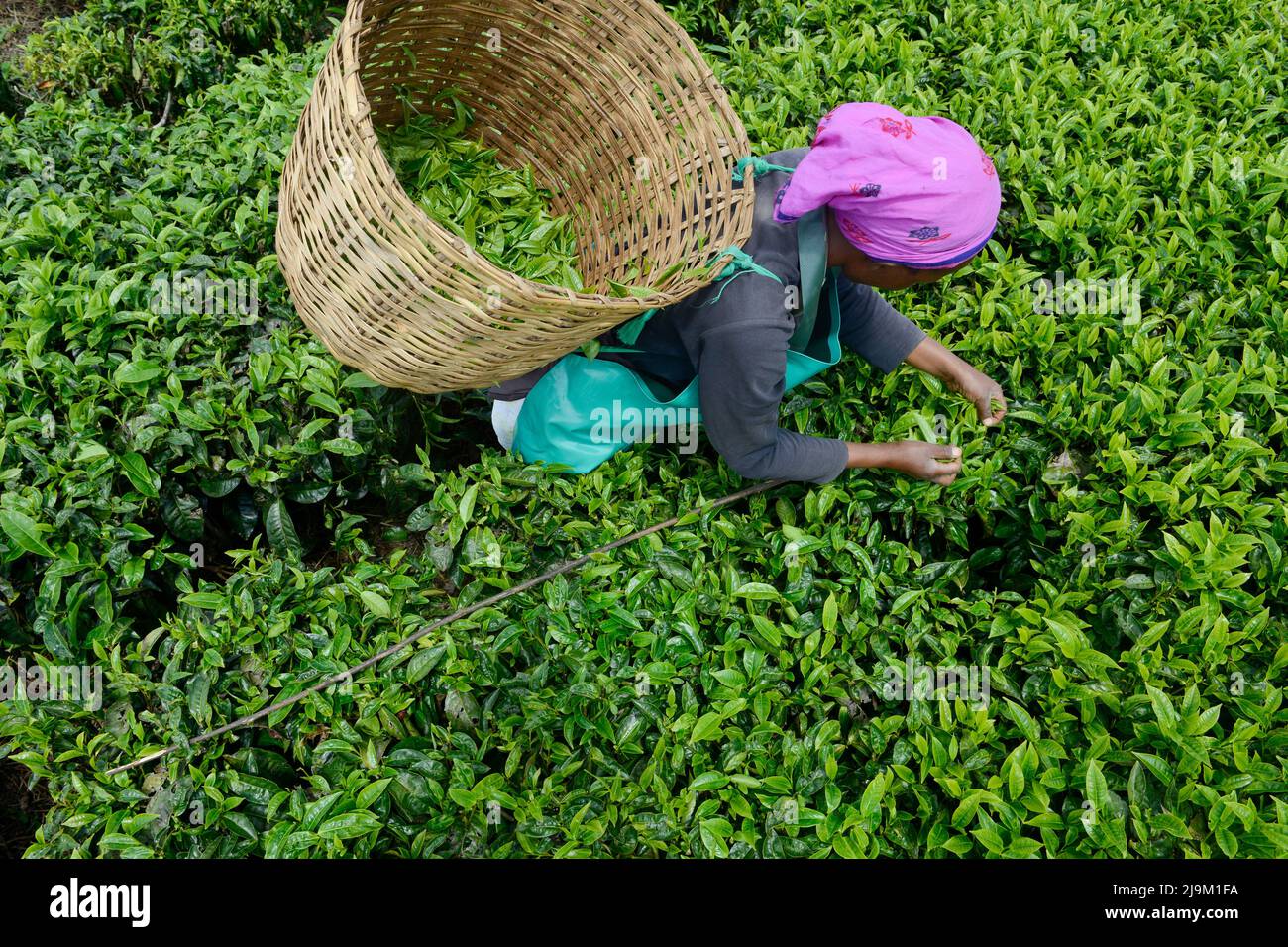 KENYA, Mount Kenya, Kangaita, tea plantation, woman pick tea leaves for processing of kenyan ...