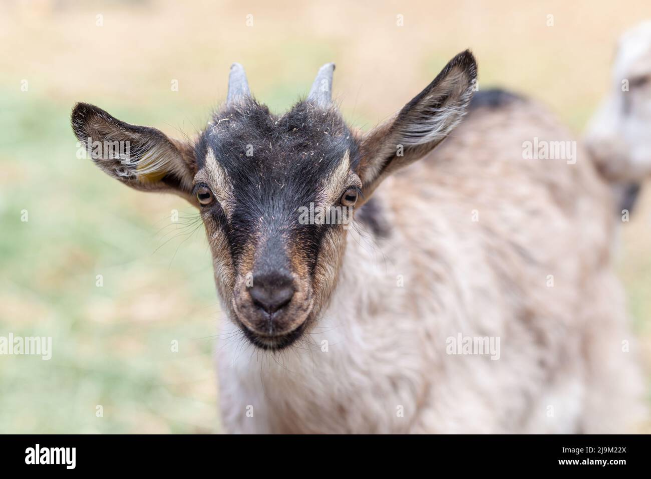 Close-up of the head of a horned goat on a farm. Breeding goats Stock ...