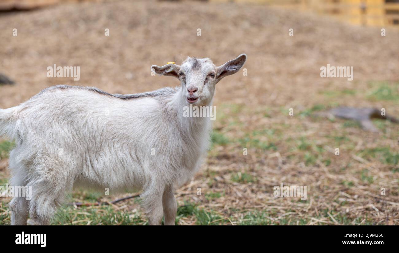 Small goat hi-res stock photography and images - Alamy