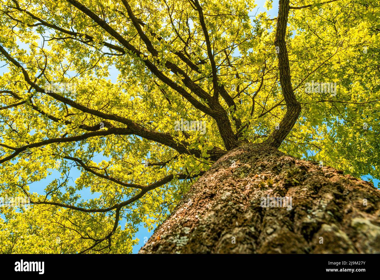 Oak tree from bottom to top hi-res stock photography and images - Alamy