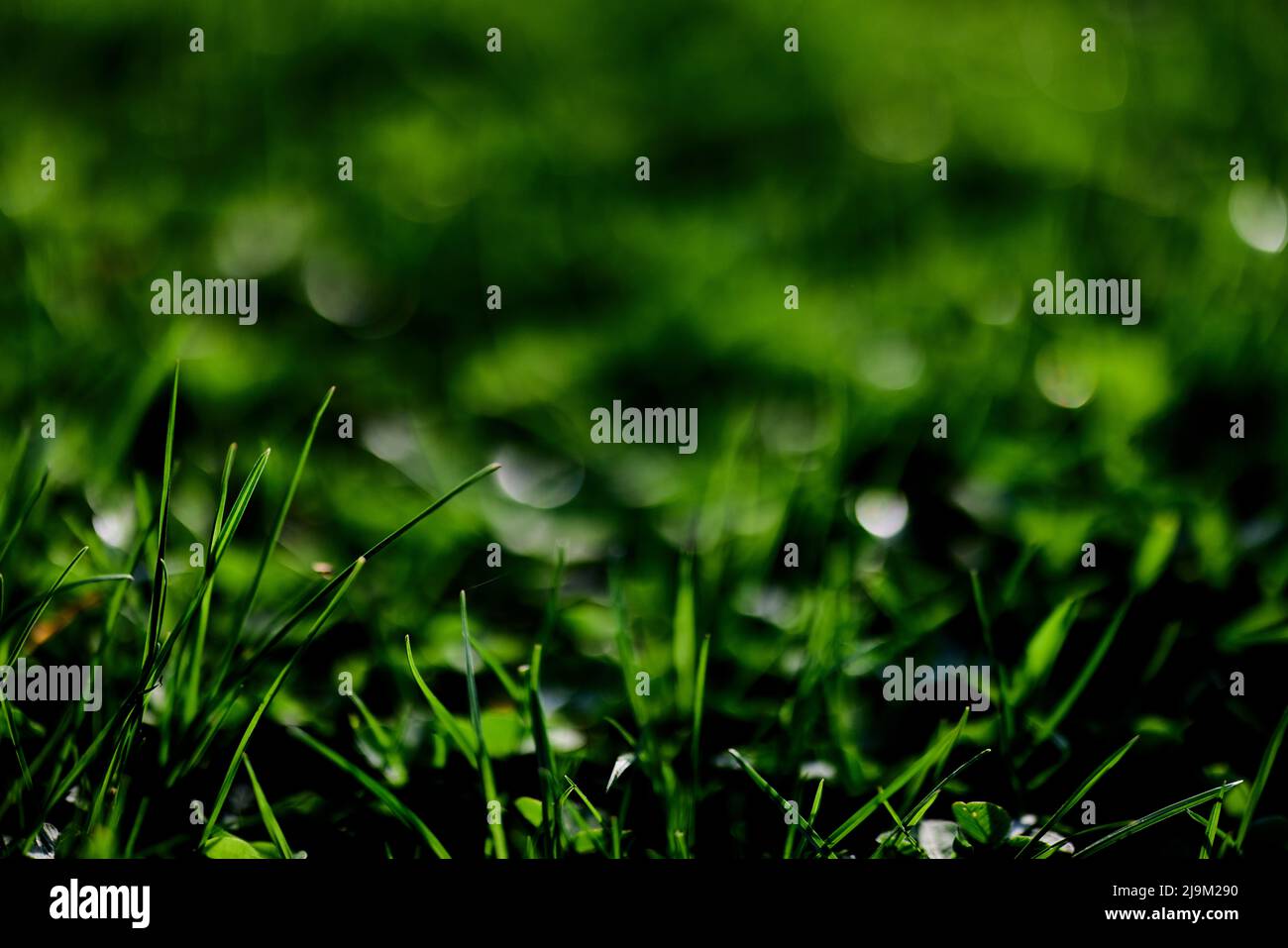 Green lawn grass close-up of the leaves of the grass. Nature ...