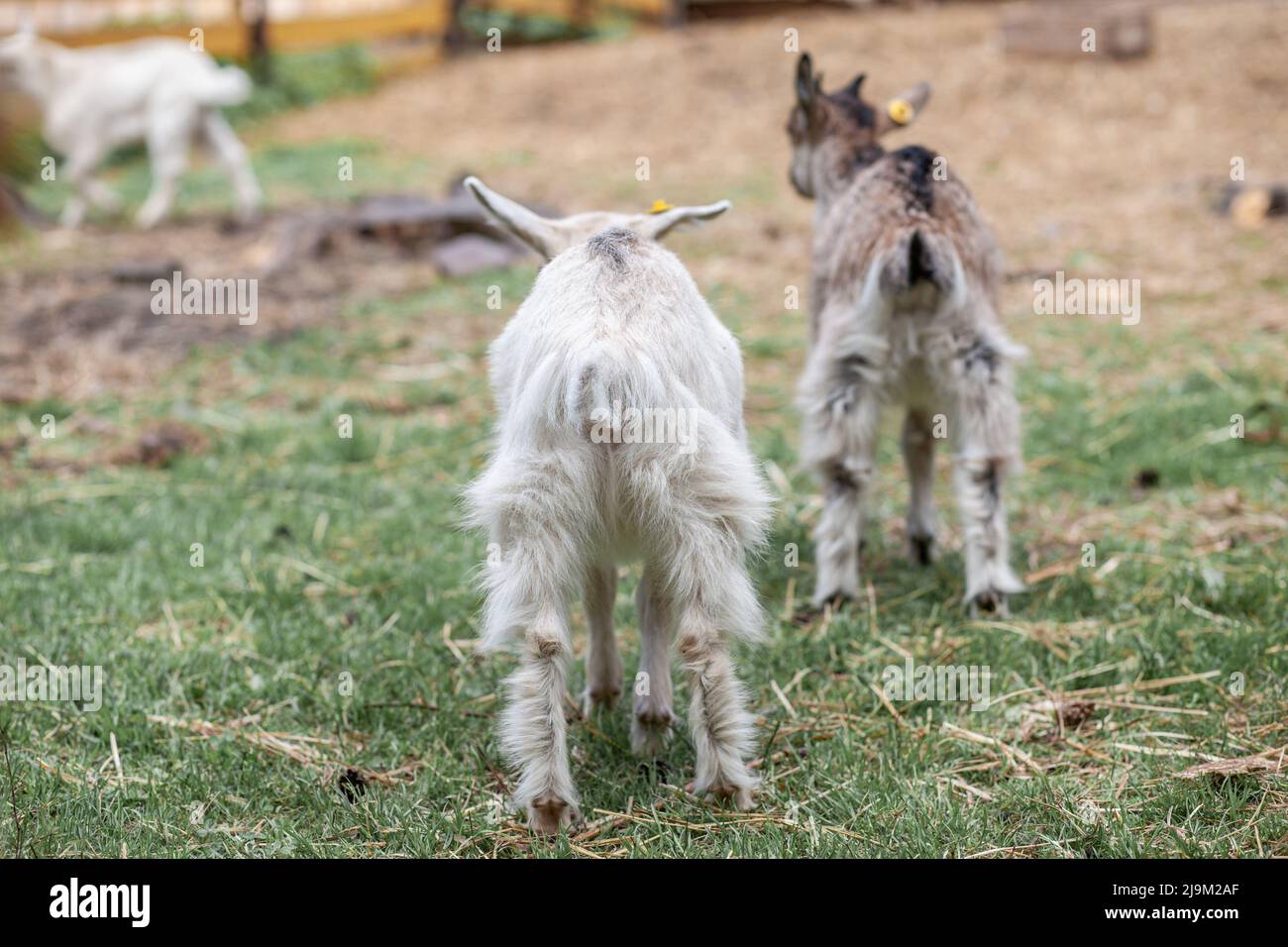 Two white little goats play with each other on the farm.Breeding goats ...
