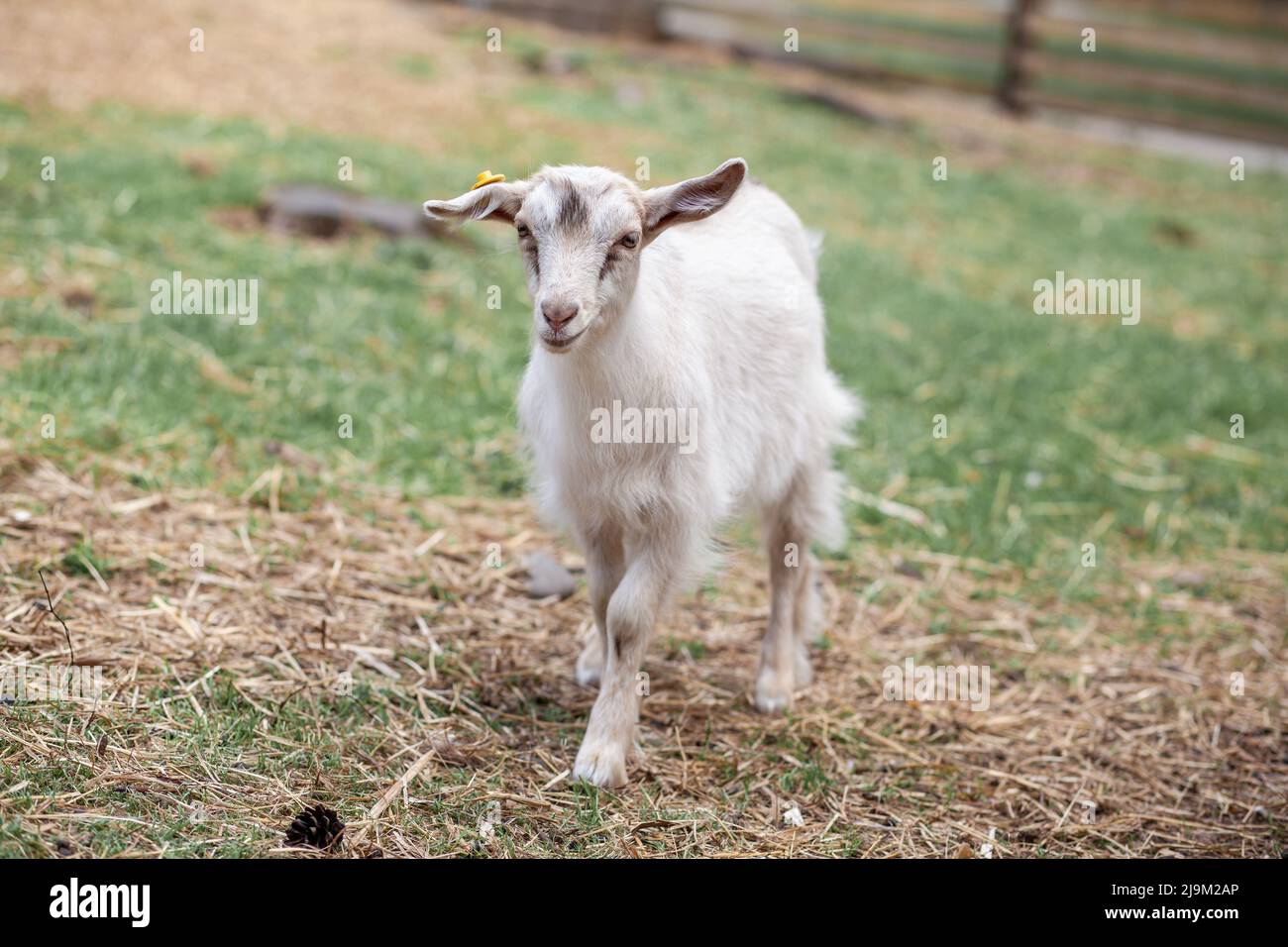 A small goat on the farm grazes and plays. Breeding goats and sheep ...