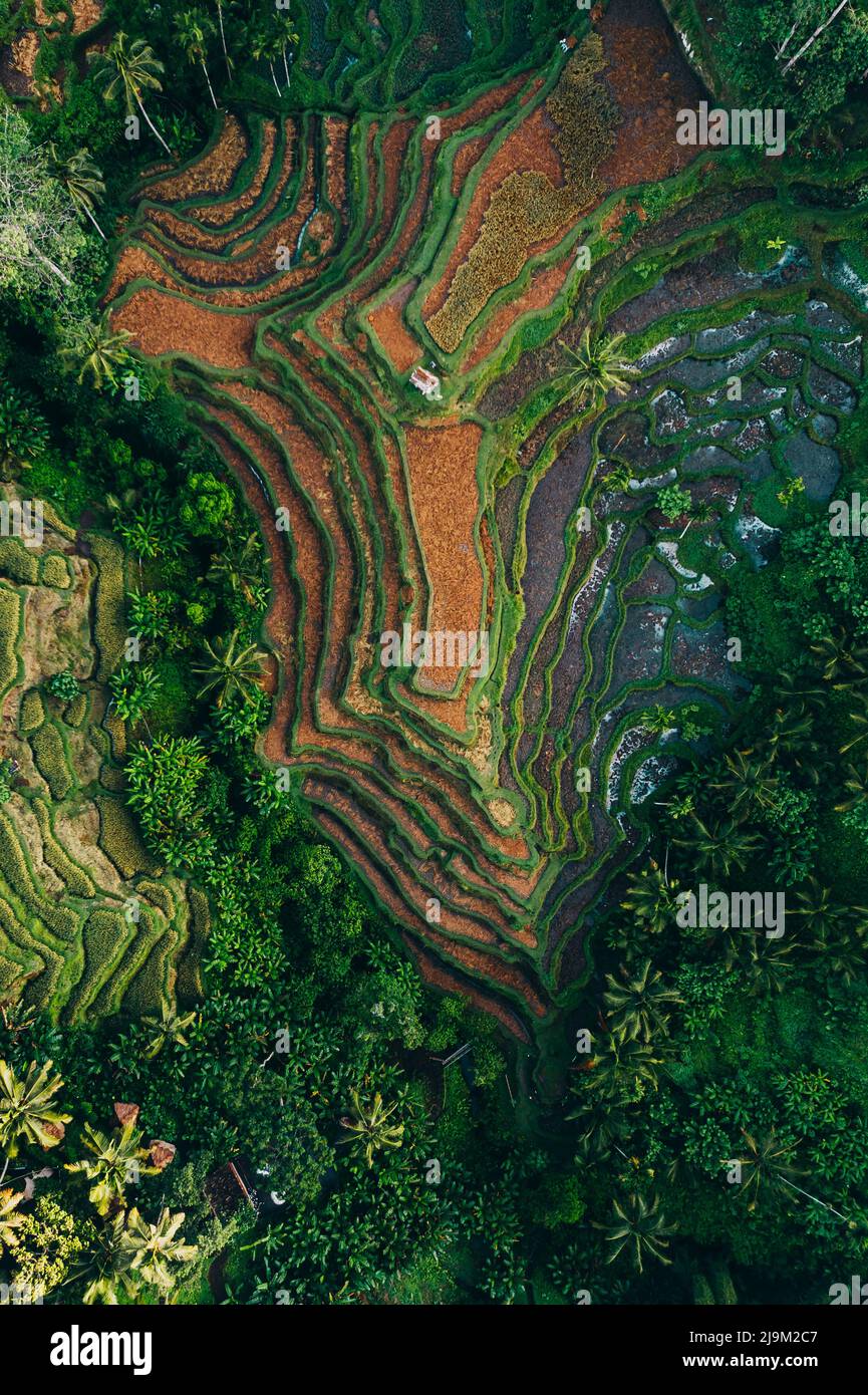 Top aerial landscape of a rice field in ubud bali indonesia during ...