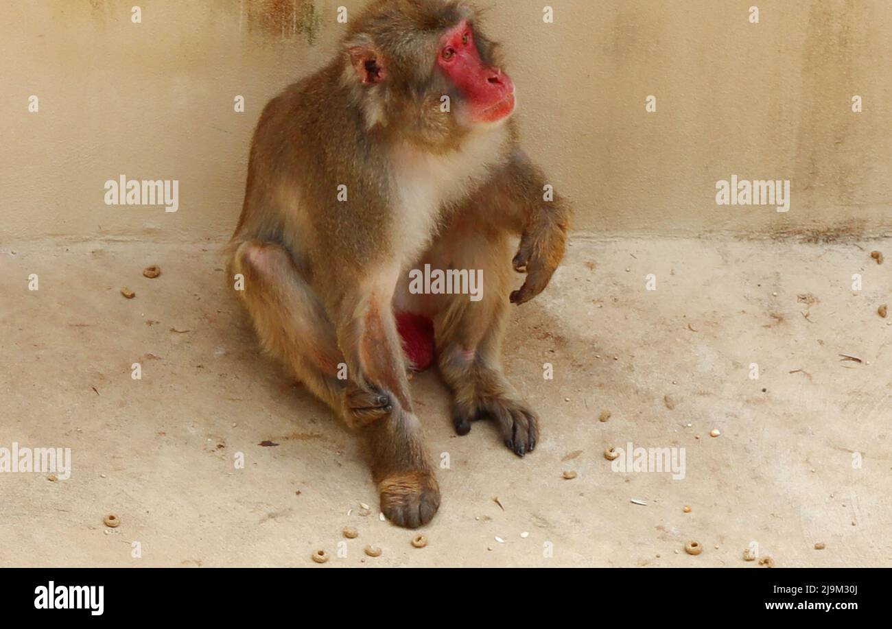 A monkey in captivity seen in Rome, Italy, May 23 2022. The three ...