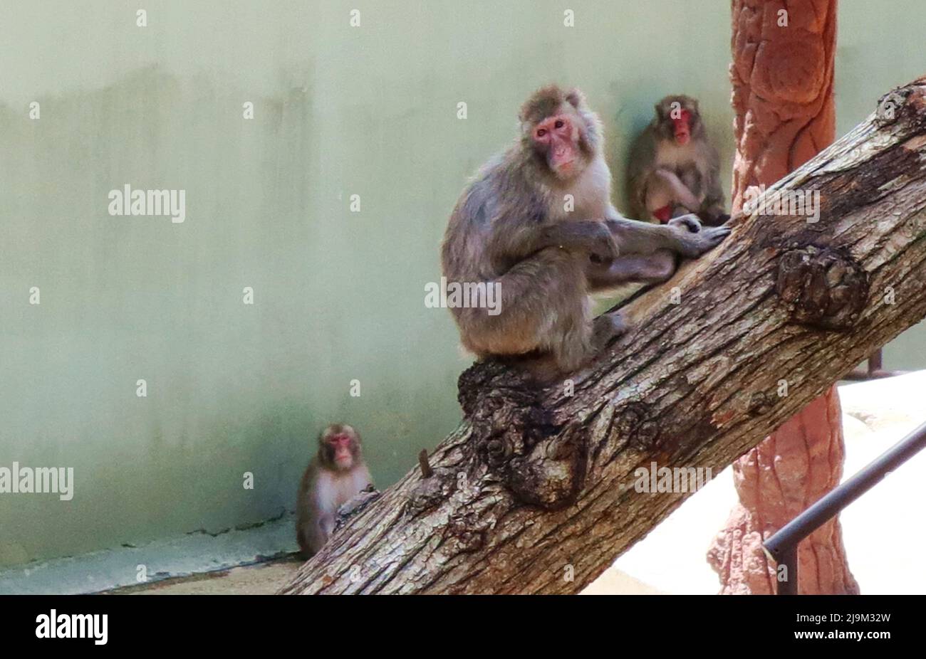 Monkeys in captivity seen in Rome, Italy, May 23 2022 Rome, Italy, May ...