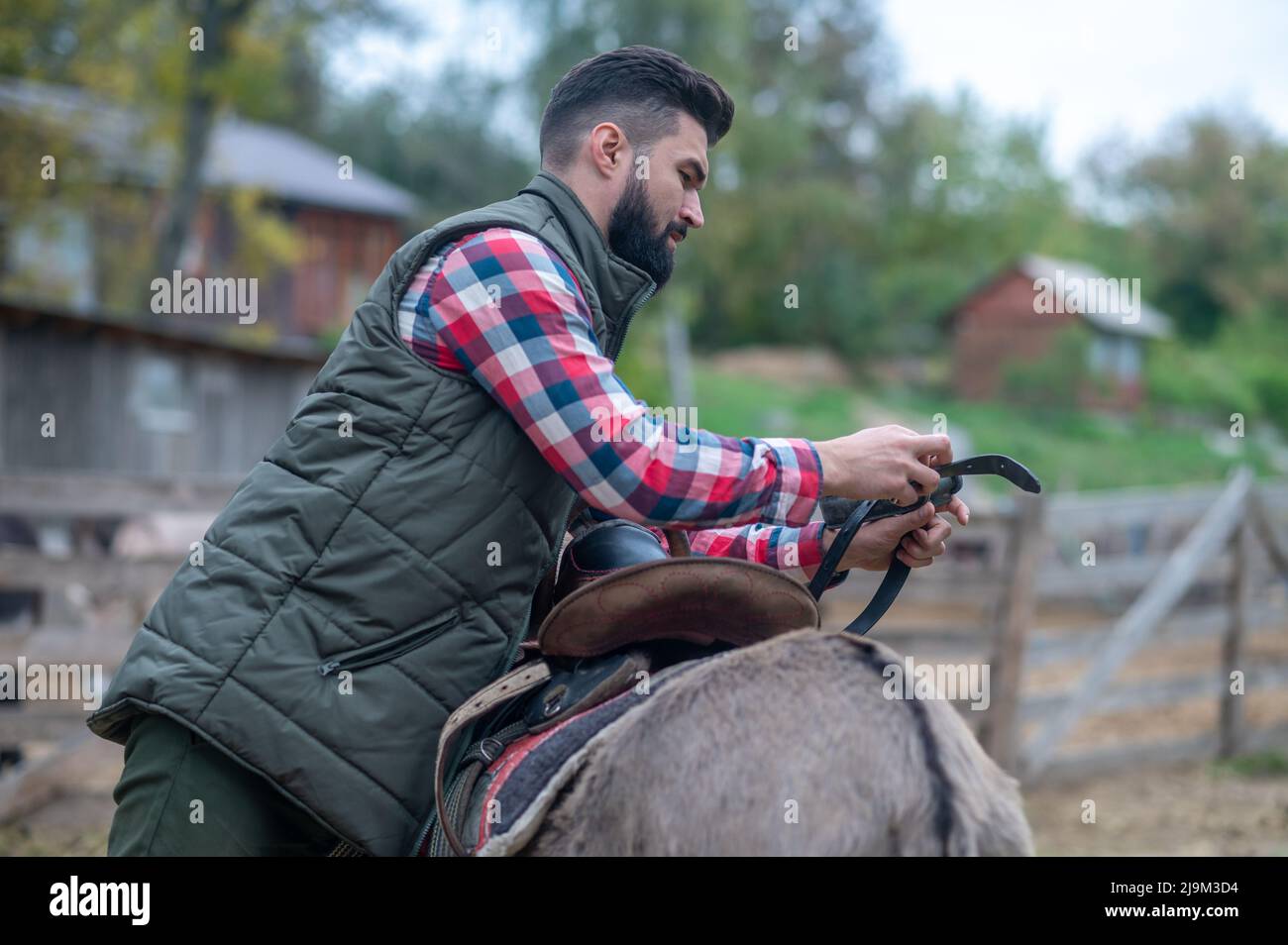 A man in plaid shirt working on cattle-farm Stock Photo - Alamy