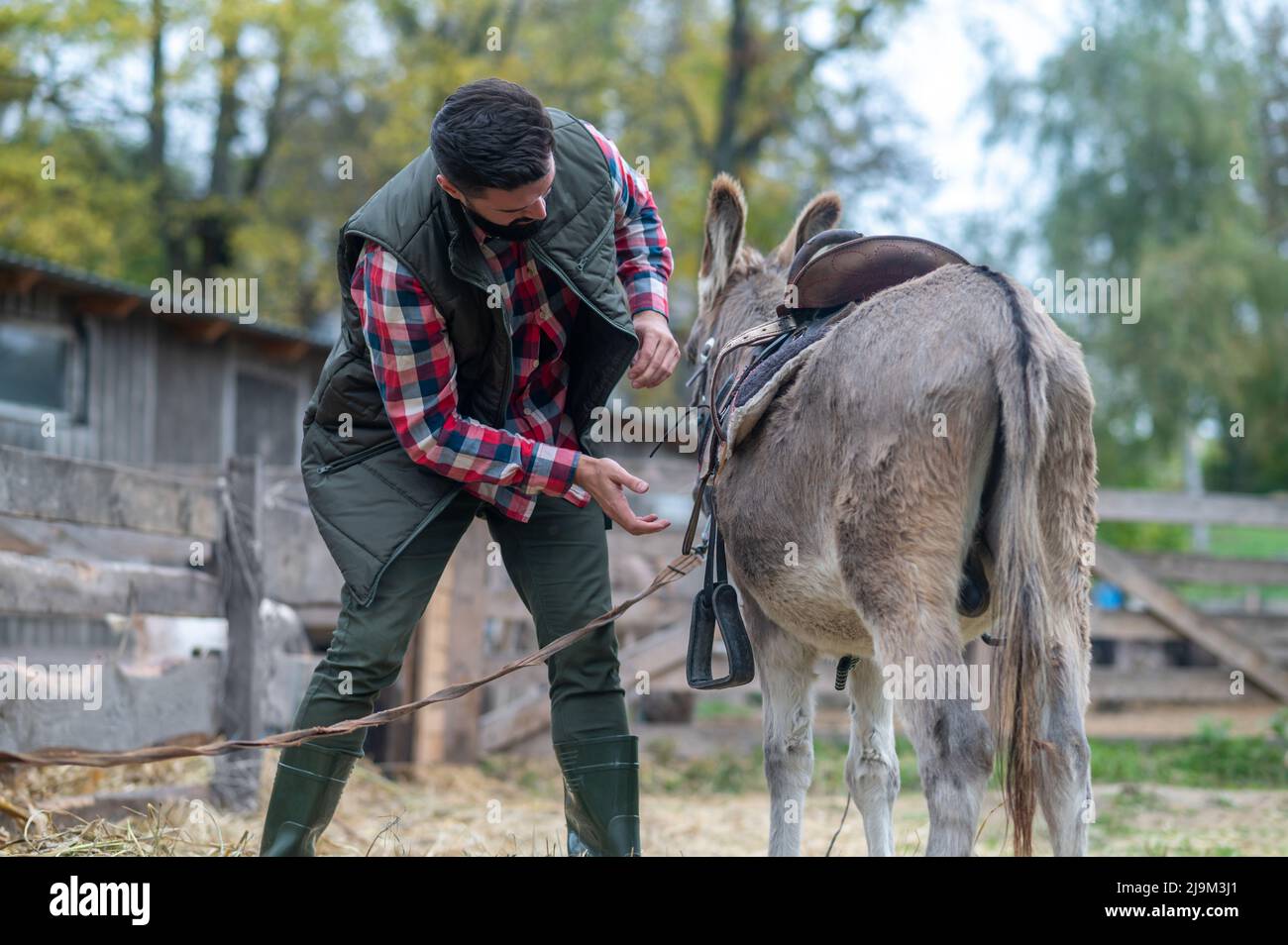 Man donkey farming animal hi-res stock photography and images - Alamy