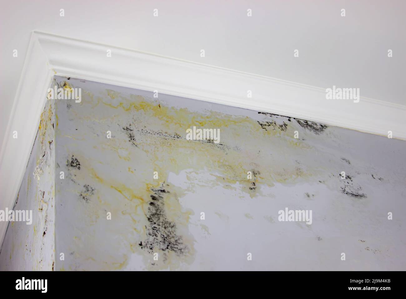 black mold on the wall. Fungus on the wall after the flooding of the ...