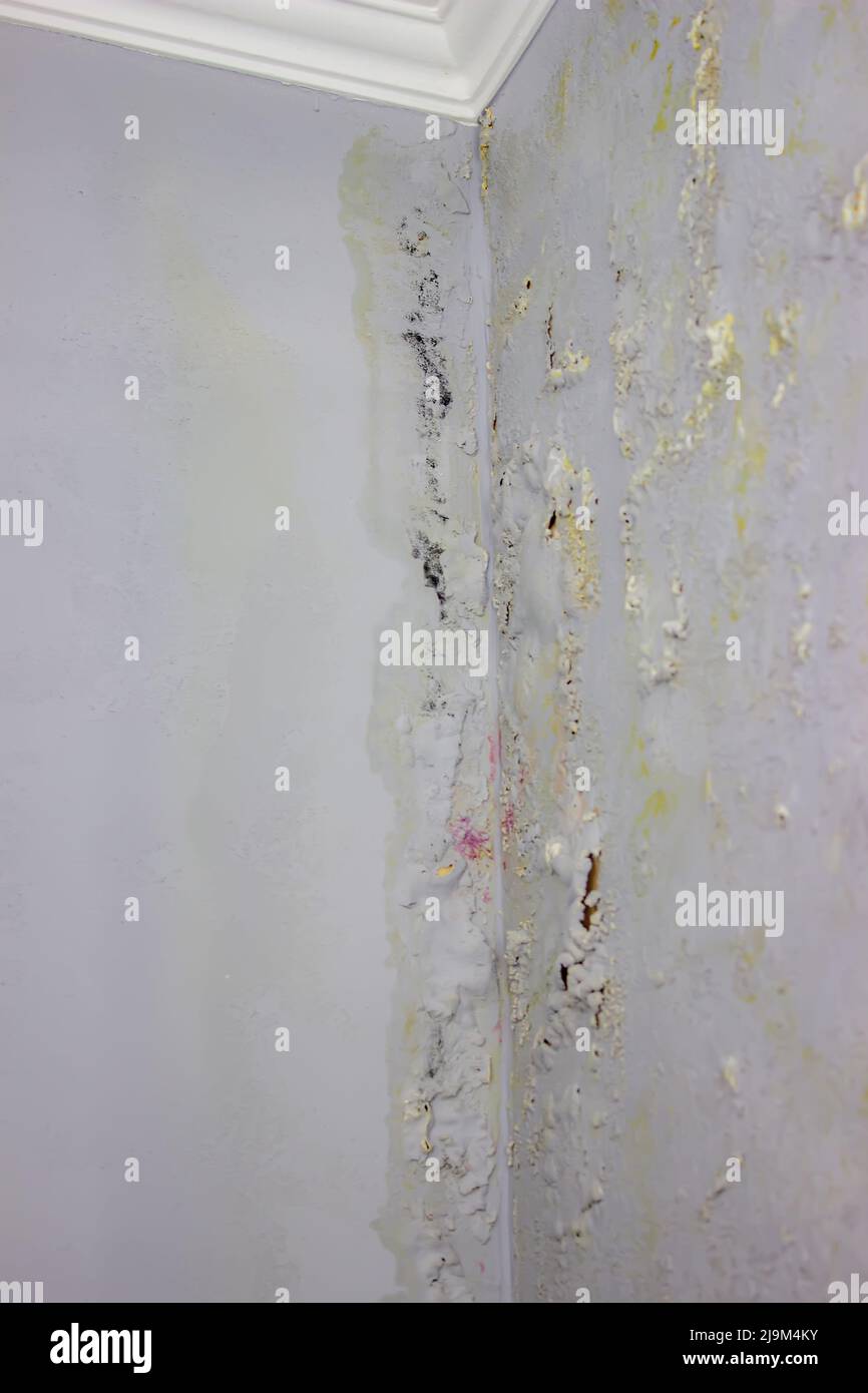 black mold on the wall. Fungus on the wall after the flooding of the ...
