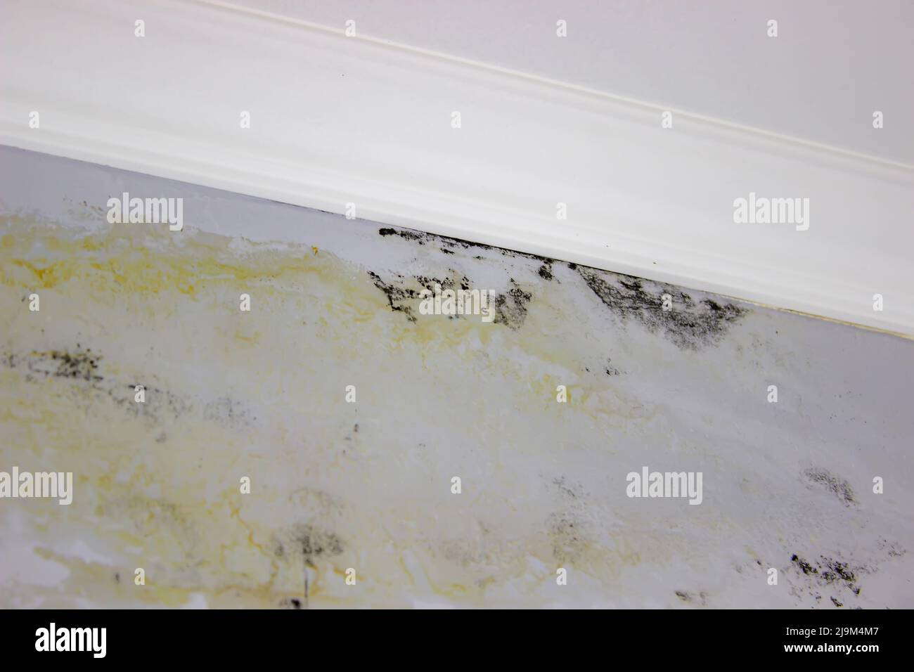 black mold on the wall. Fungus on the wall after the flooding of the ...