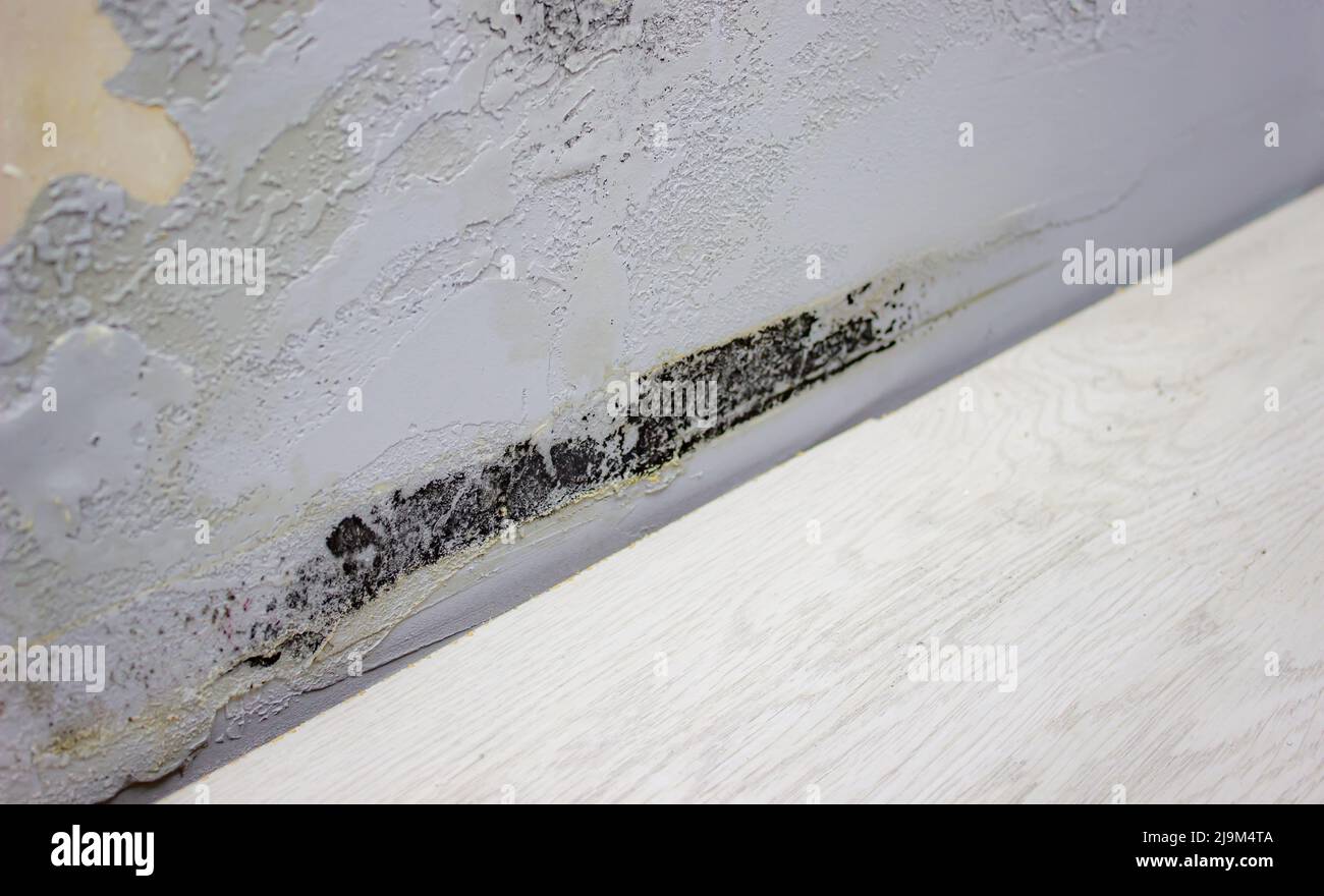 black mold on the wall. Fungus on the wall after the flooding of the ...