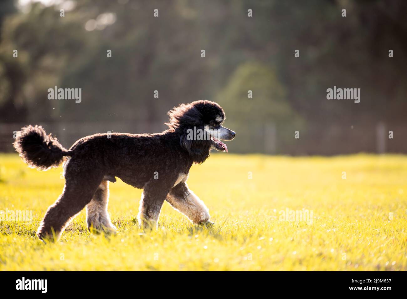 Standard Phantom Poodle enjoying a pasture at sunset. Young groomed ...