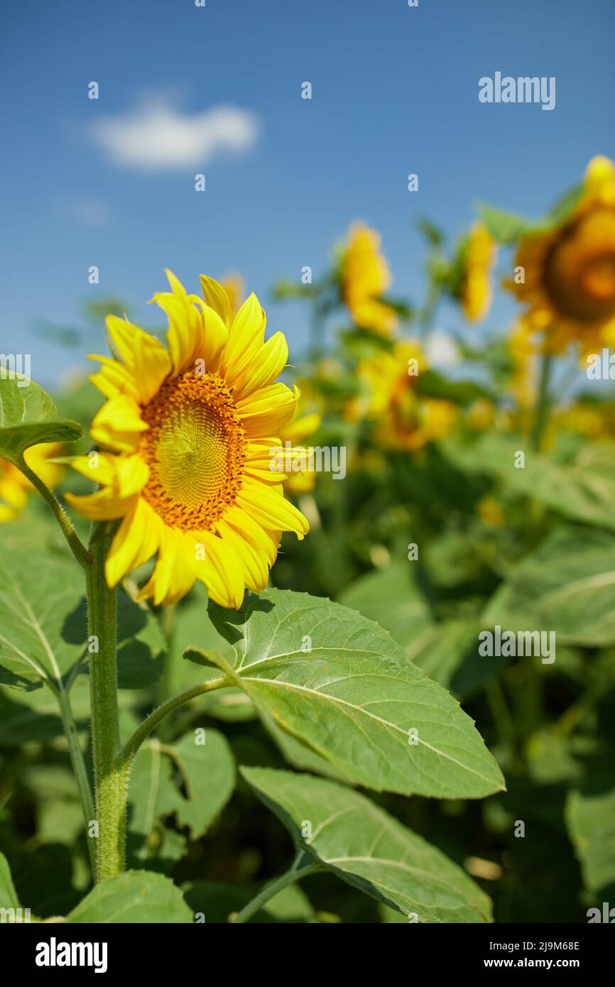 A sunny field of sunflowers in glowing yellow light. A bright yellow ...