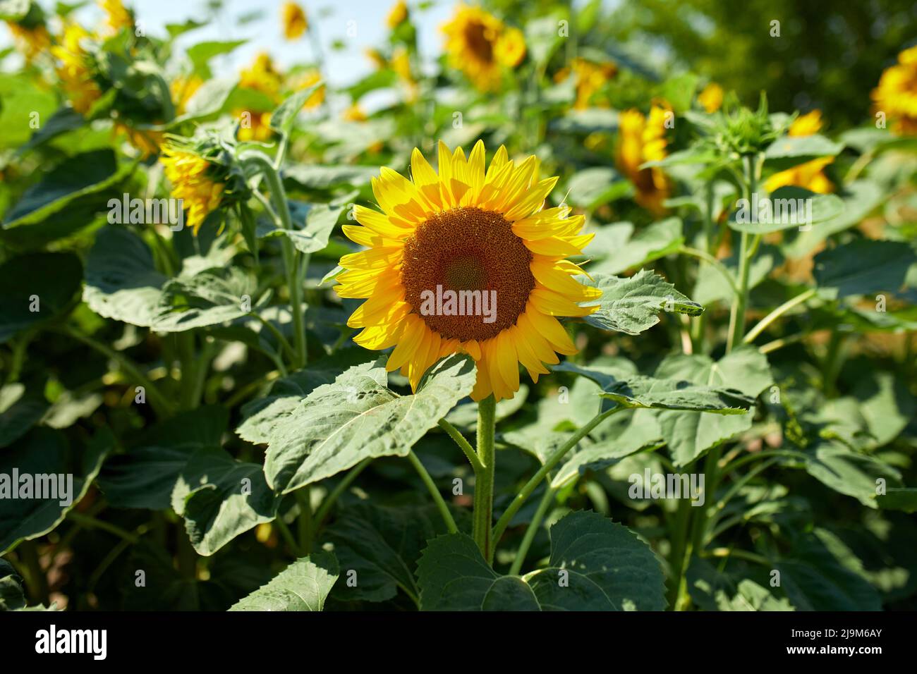 A sunny field of sunflowers in glowing yellow light. A bright yellow ...