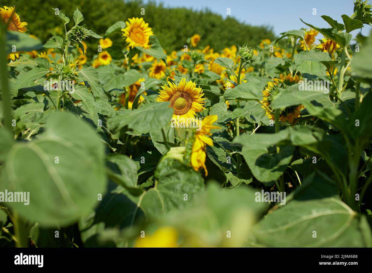 A sunny field of sunflowers in glowing yellow light. A bright yellow ...