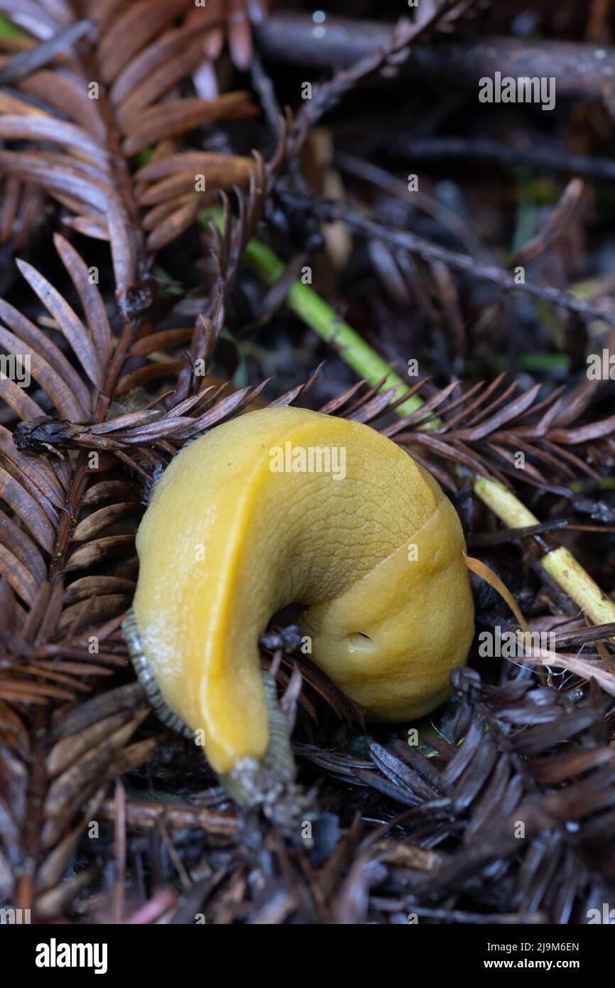 Yellow Banana slug, Ariolimax columbianus, on the leaf litter in ...