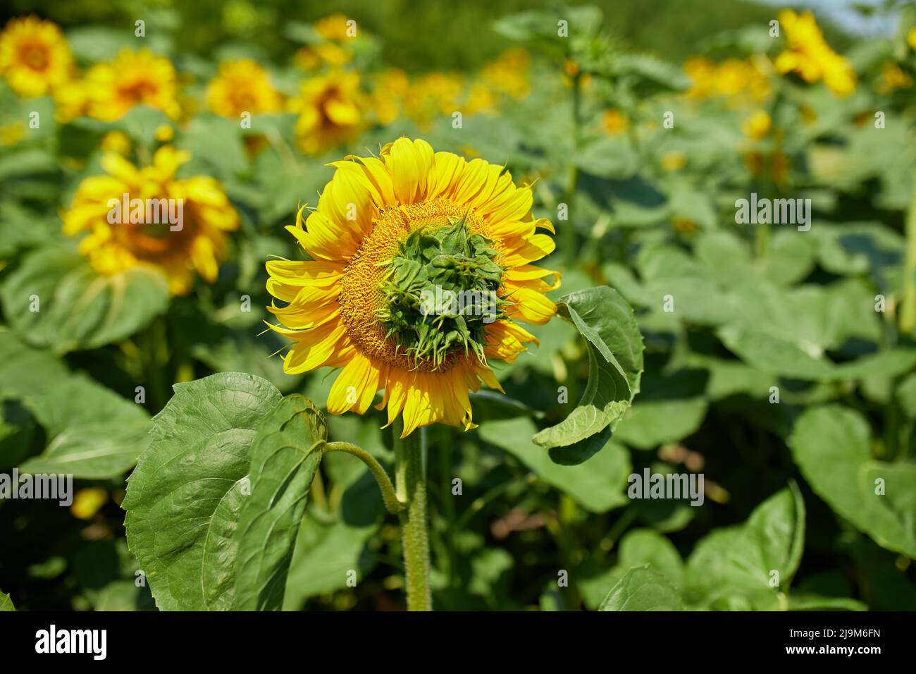 Close up of sunflowers in glowing yellow light, A bright yellow and ...